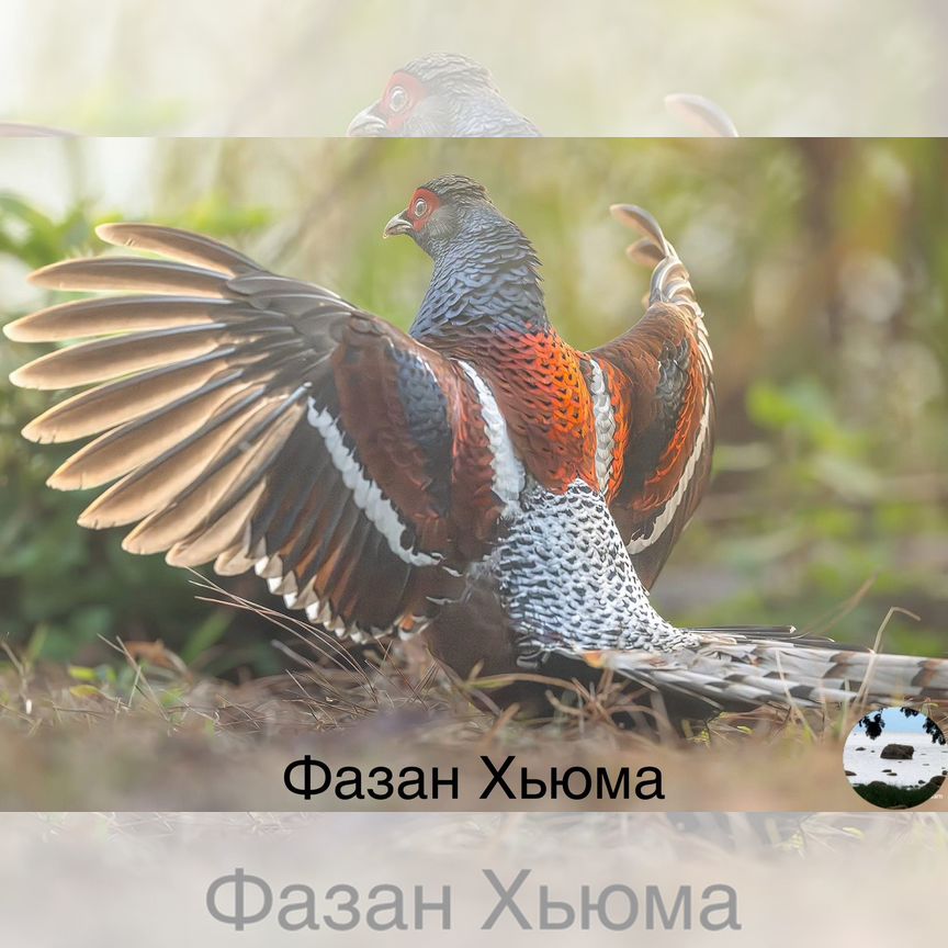 Инкубационное яйцо фазана
