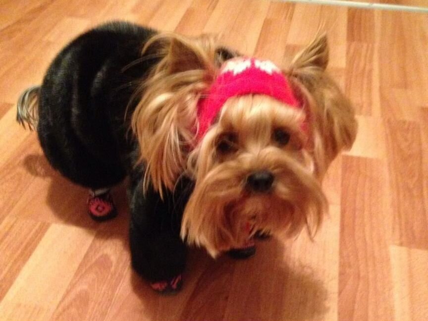 Шубка норковая для маленьких собак