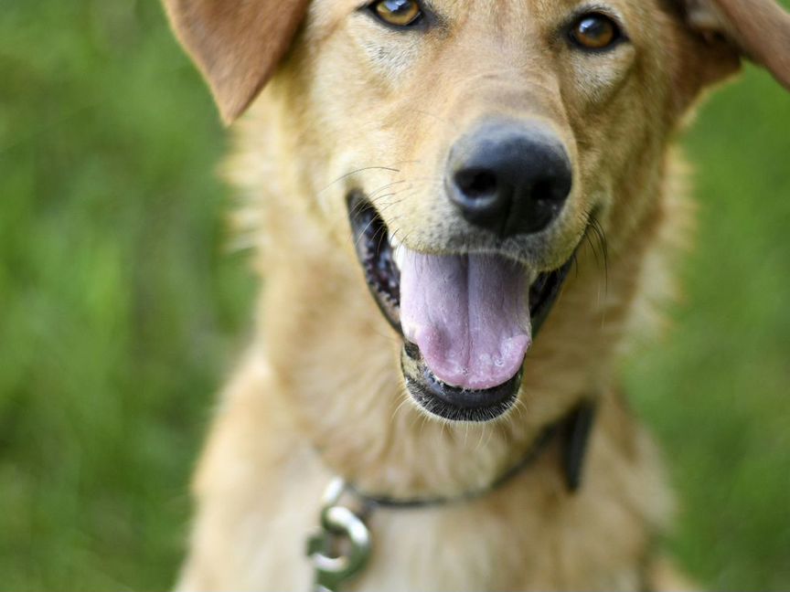 Собака Афина в добрые руки