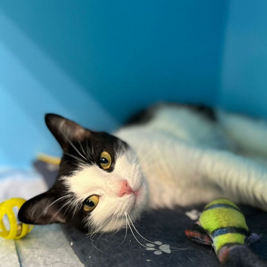 Кошку бросили в ветклинике