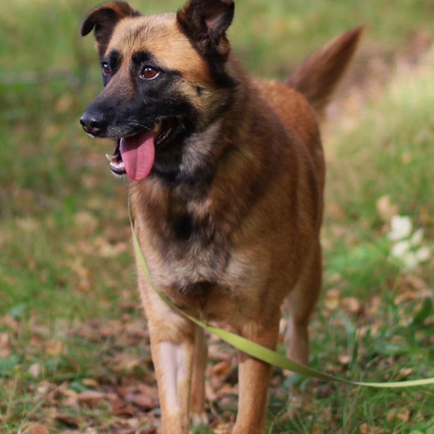 Взрослая собака в добрые руки