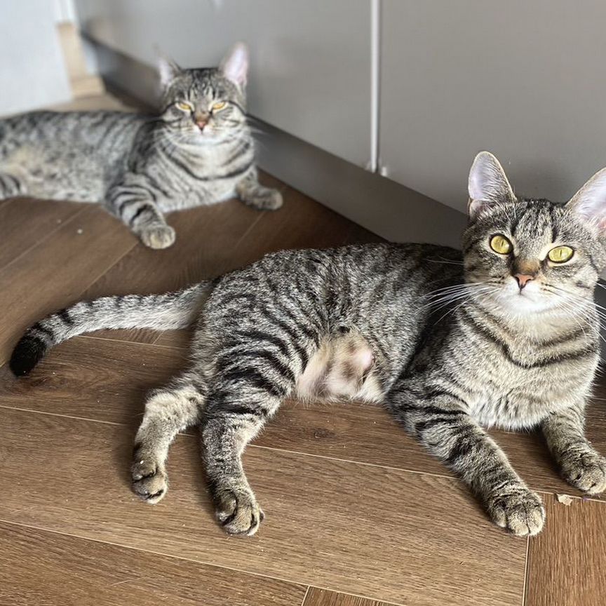 Кошечки самые лучшие