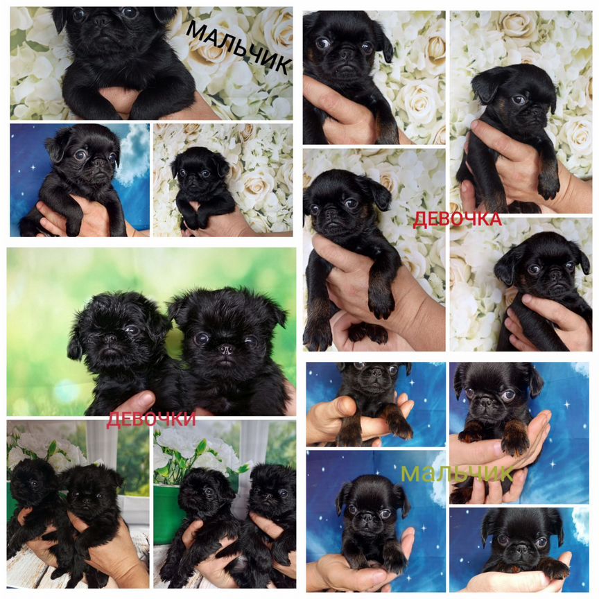 Грифоны и брабансоны