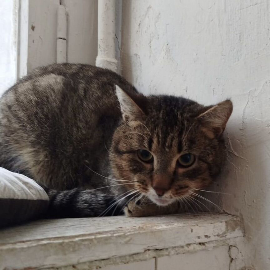 Трёхлапик котик в добрые руки