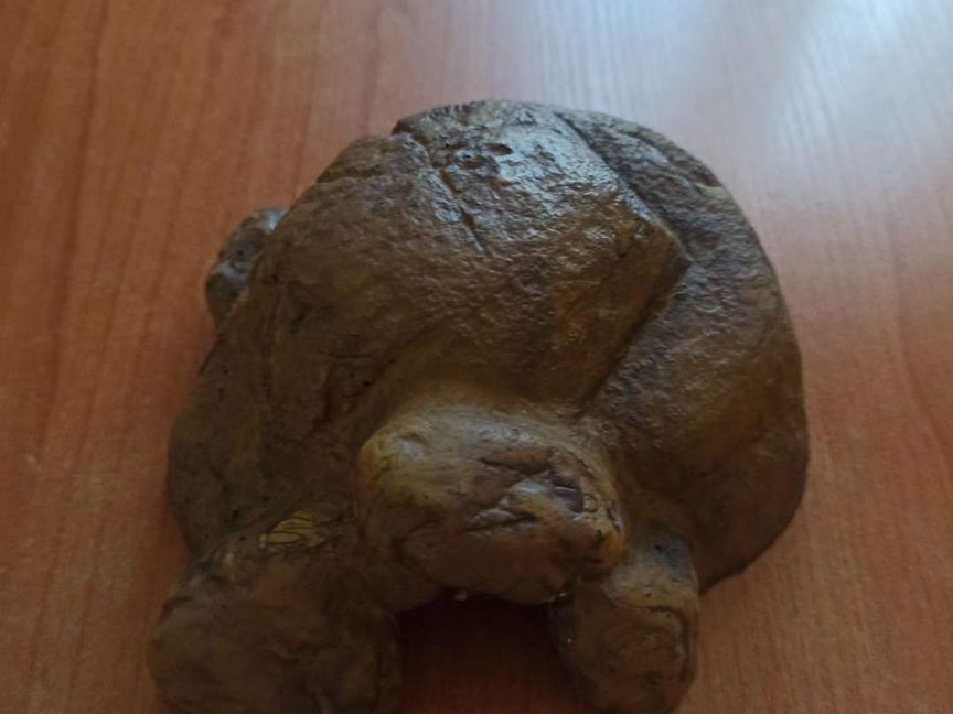 Укрытие для рептилий