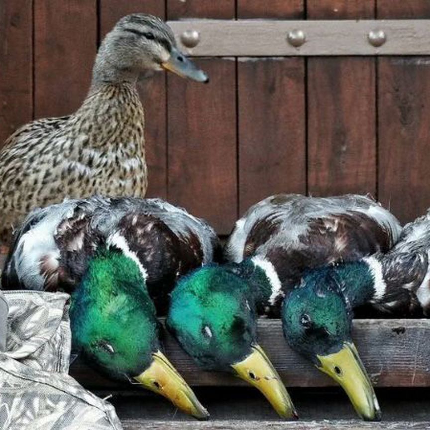 Утки подсадные для охоты