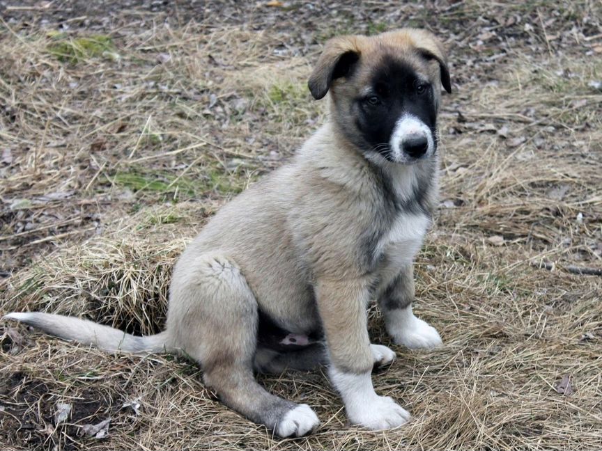 Щенок в добрые руки бесплатно
