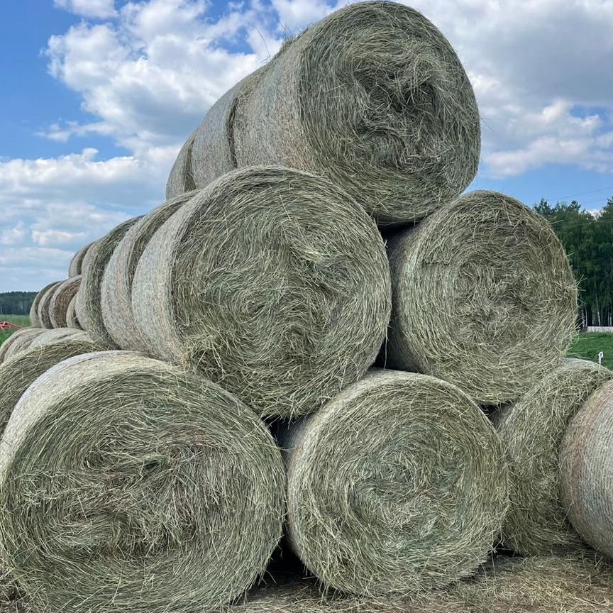 Сено в рулонах 2024 г