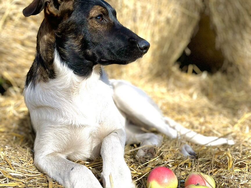 Собаки бесплатно в добрые руки щенки