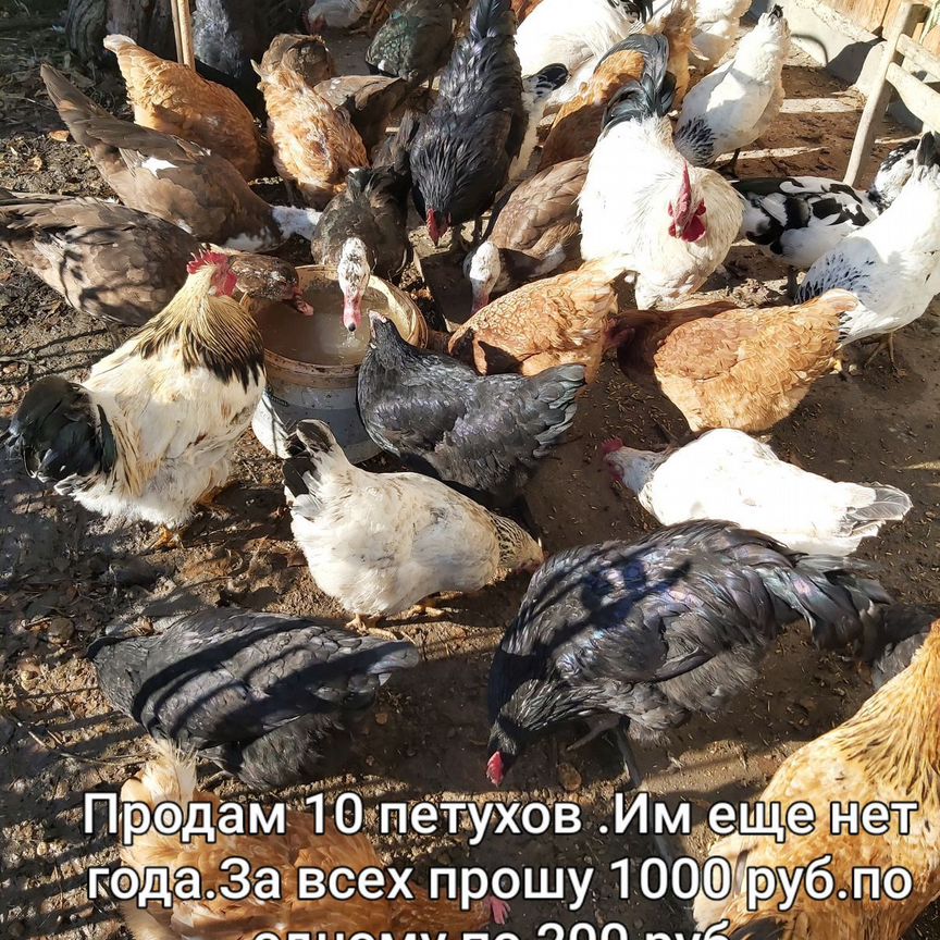 Куры домашние