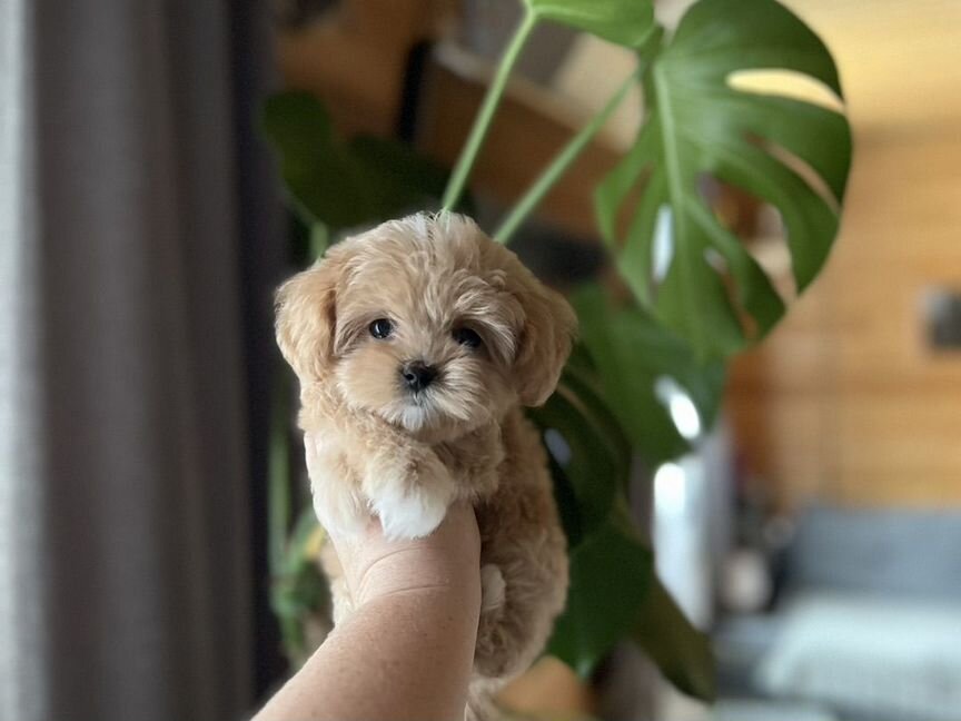 Мальтипу f1 mini