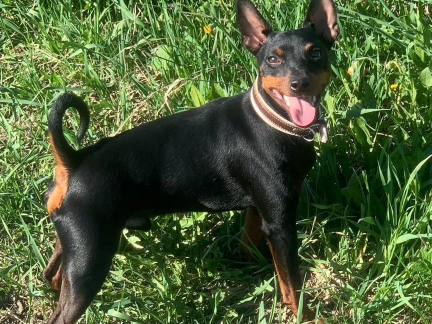 Вязка цвергпинчер