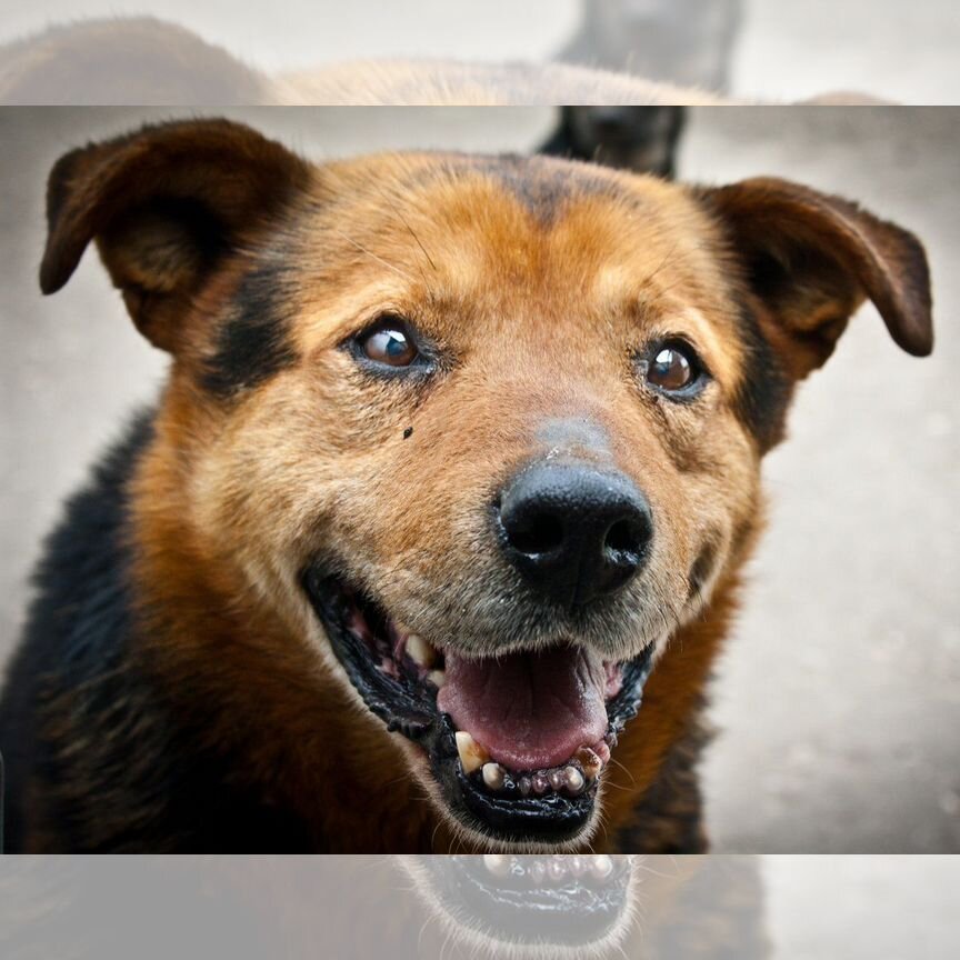 Помощь бездомным животным