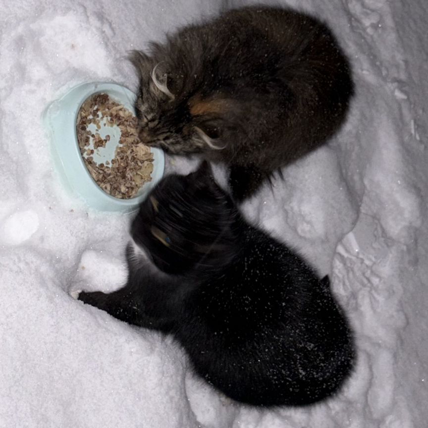 Взрослый кот в добрые руки