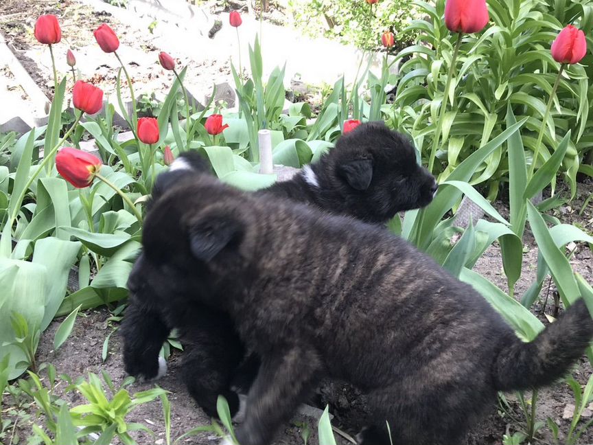 Щенки американской акиты