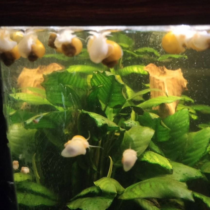 Мальки анцитруса улитки ампулярий