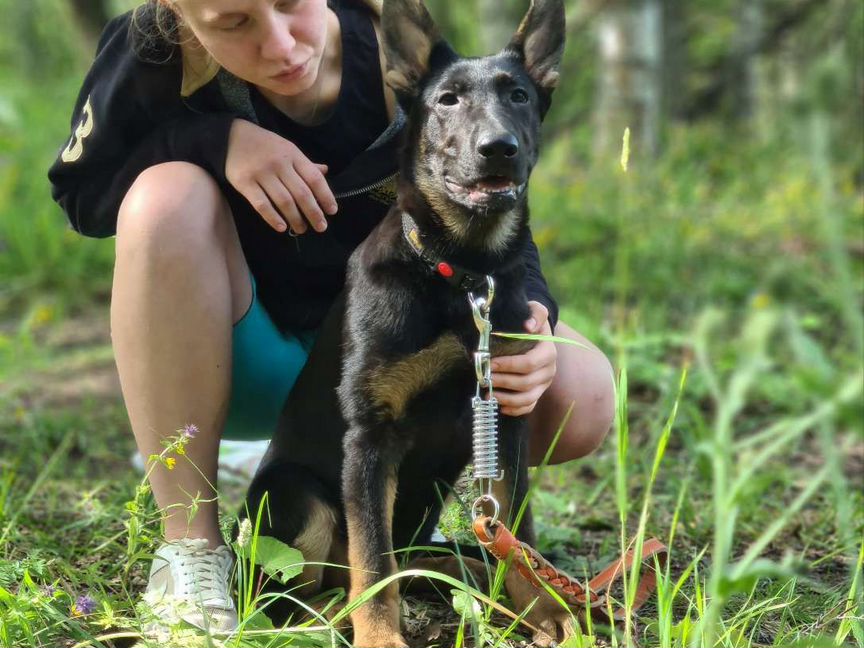 Необыкновенная красотка немецкой овчарки