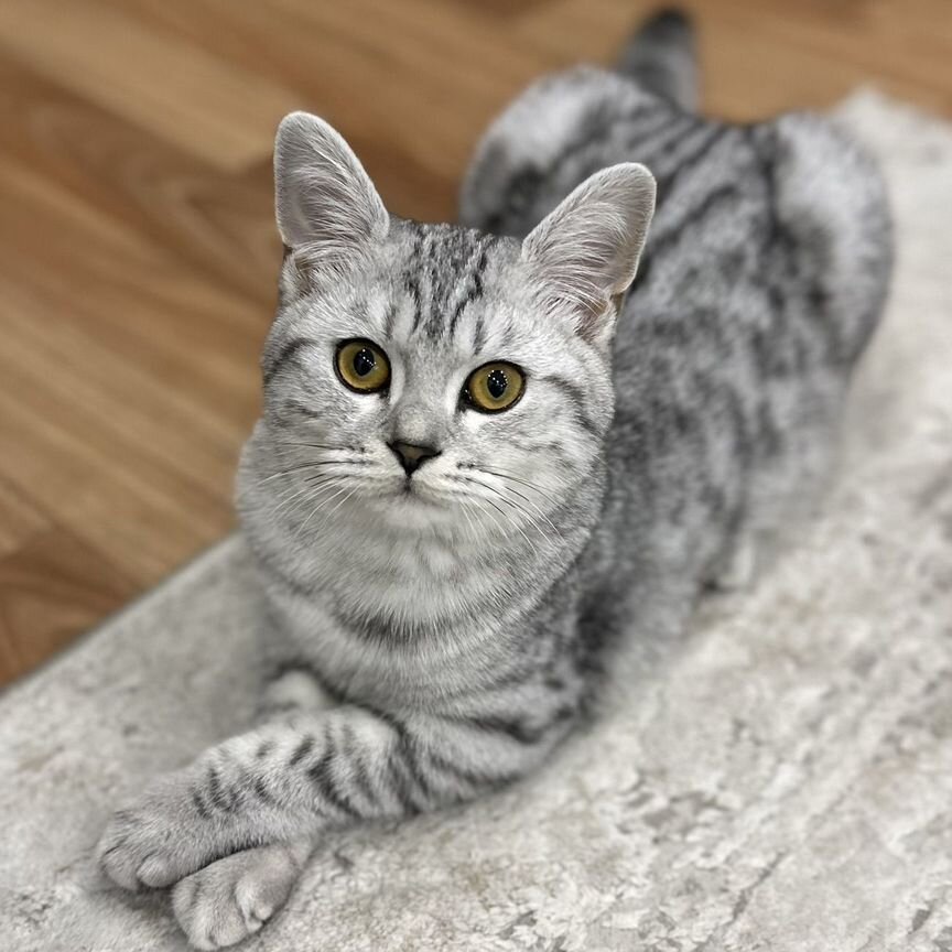 Кошка 6 месяцев