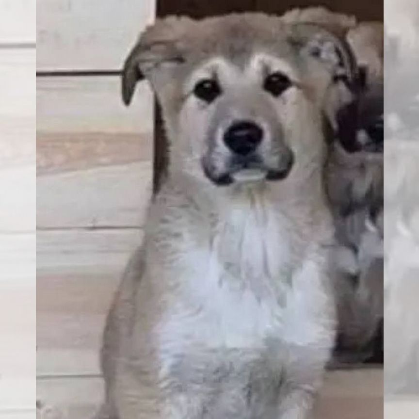 Щенок в добрые руки