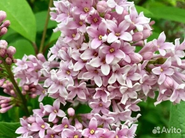 Сирень венгерская, саженцы купить в Москве | Товары для дома и дачи | Авито