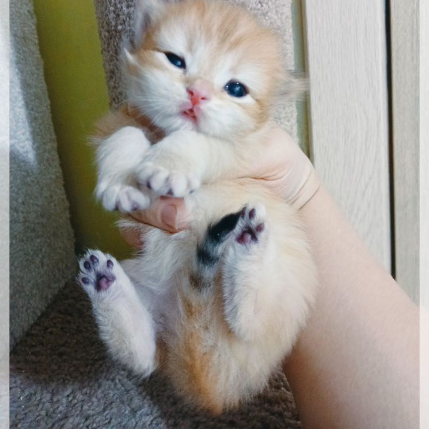 Британский длинношёрстный котёнок