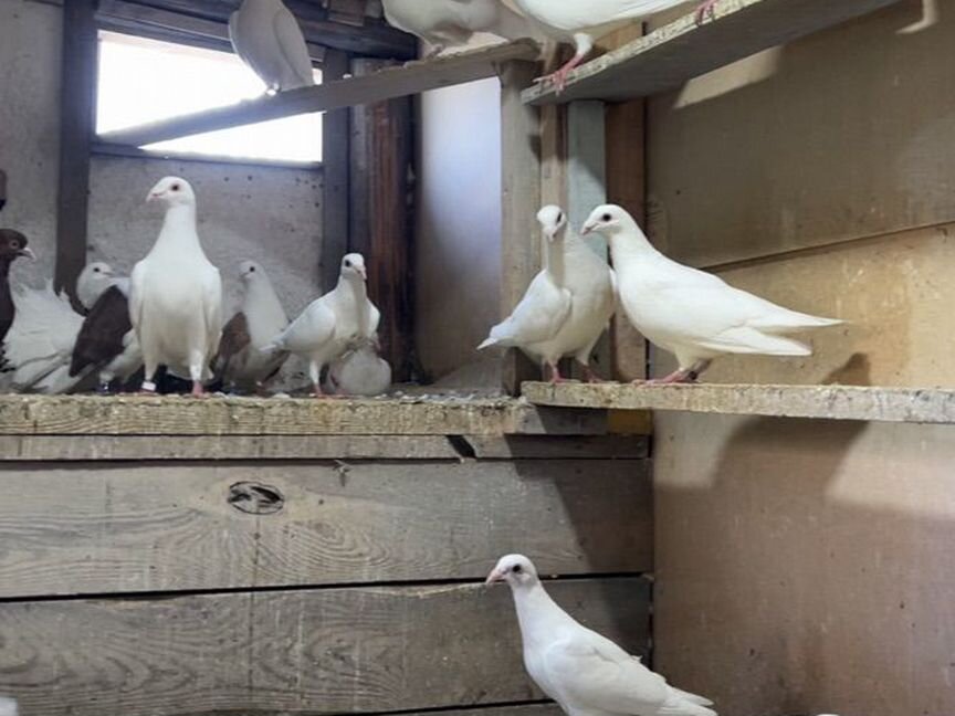 Продажа голубей