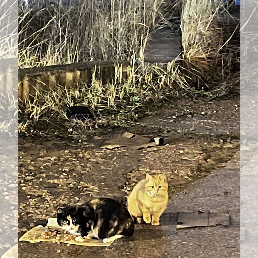 Взрослая кошка в добрые руки