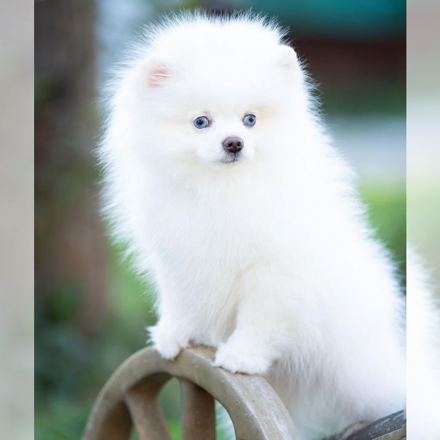 Щенок Малый шпиц мальчик