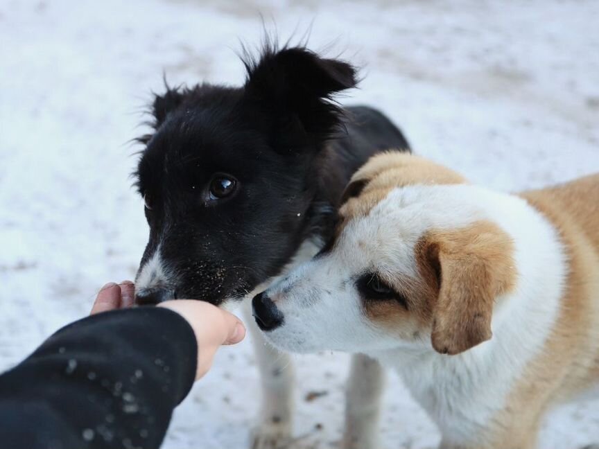 Щенки в добрые руки