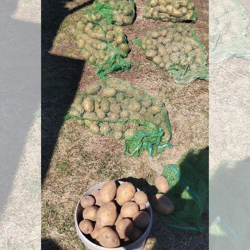 Продам картофель на корм скоту