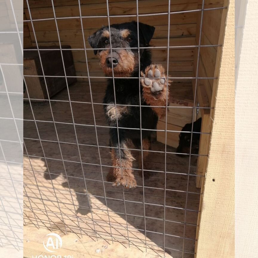 Рабочие ягдтерьеры