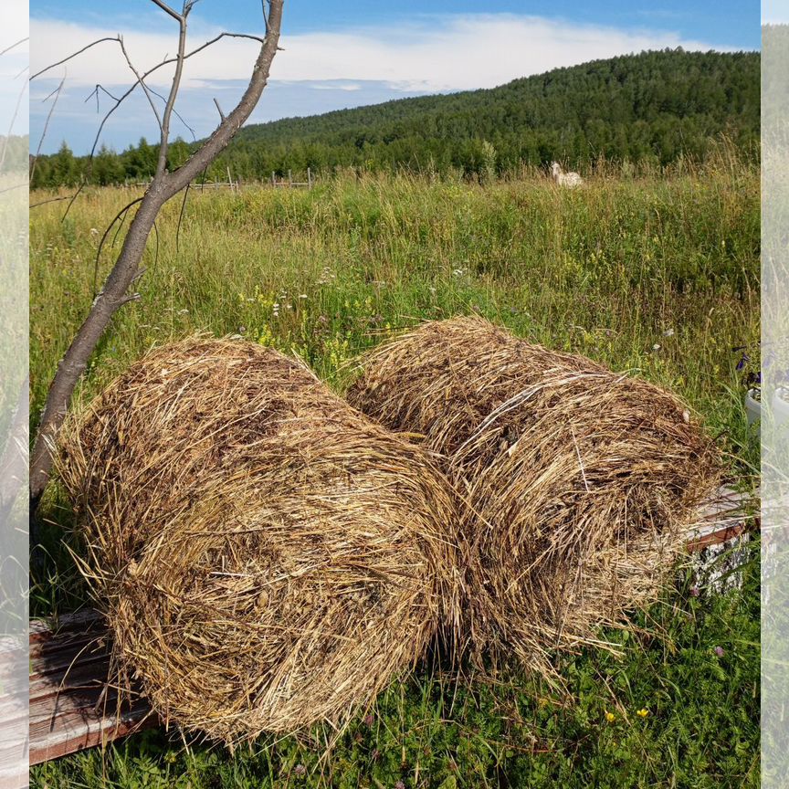 Сено в мини рулонах