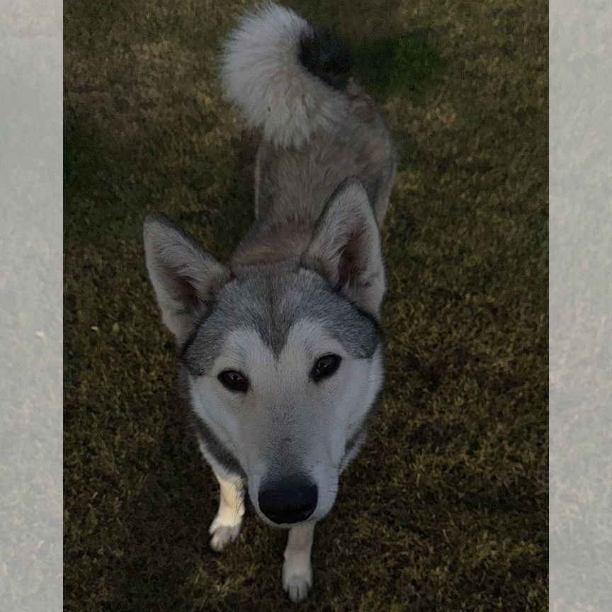 Сибирский хаски, взрослый пёс