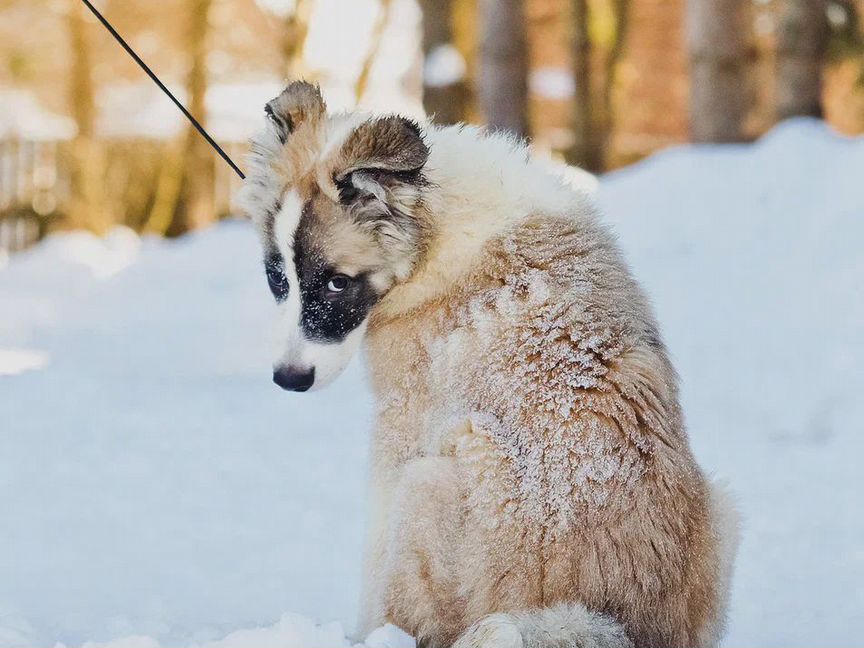 Щенок подросток Тайга в добрые руки бесплатно
