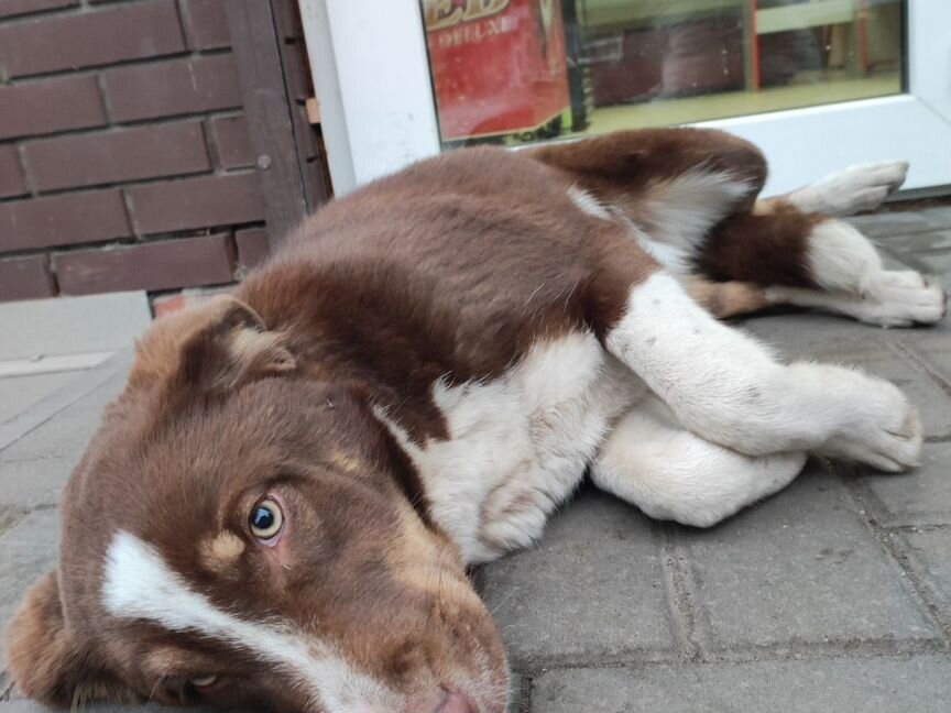 Собака(щенок), может быть потеряшка