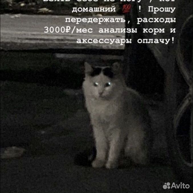 Кот с улицы. Пристрой. Приют веер молл