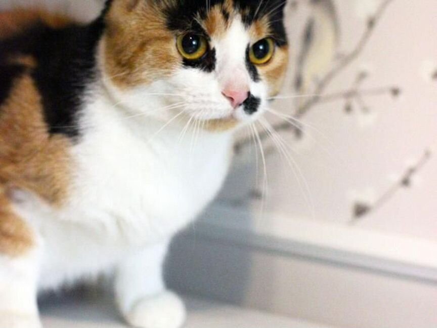Кошка