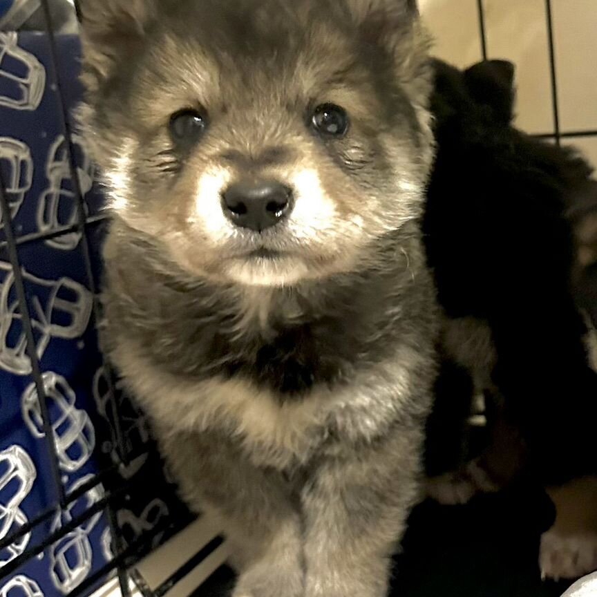 Мальчик 1,5 месяца в добрые руки