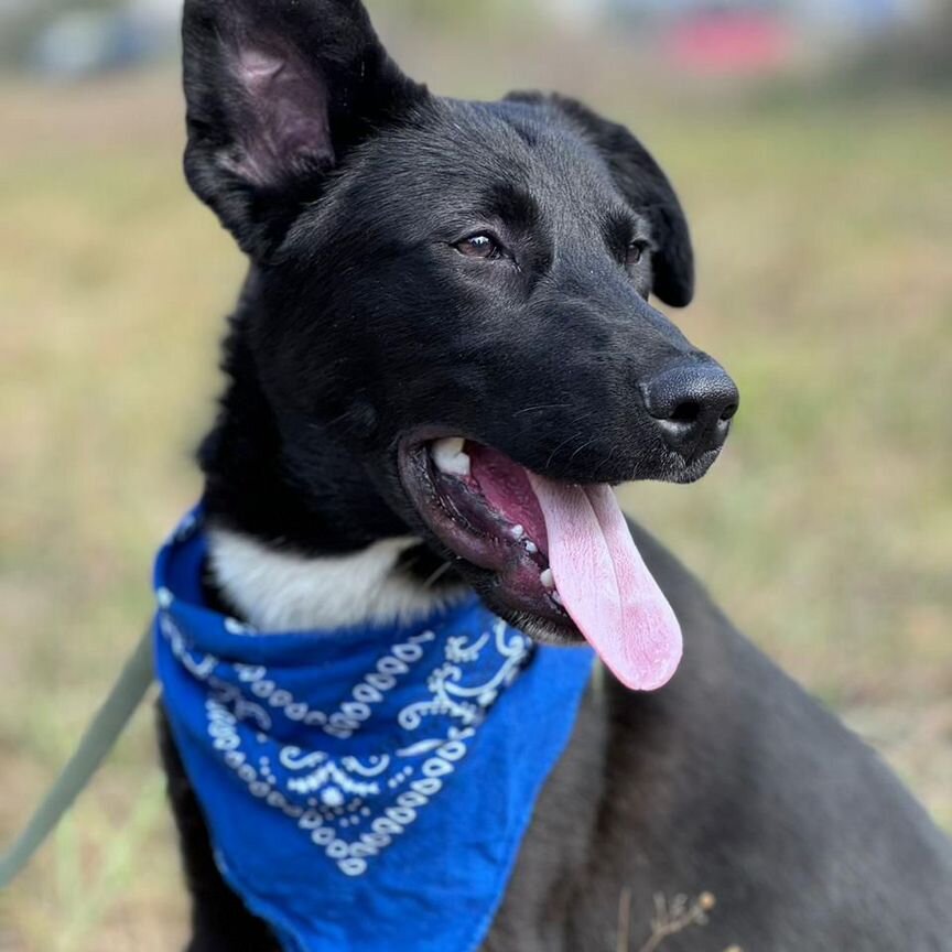 Маффин щенок из приюта в добрые руки