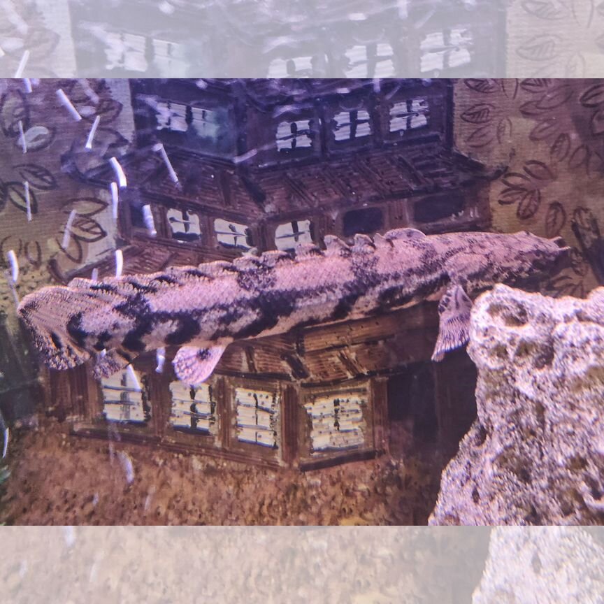 Полиптерус эндлихера