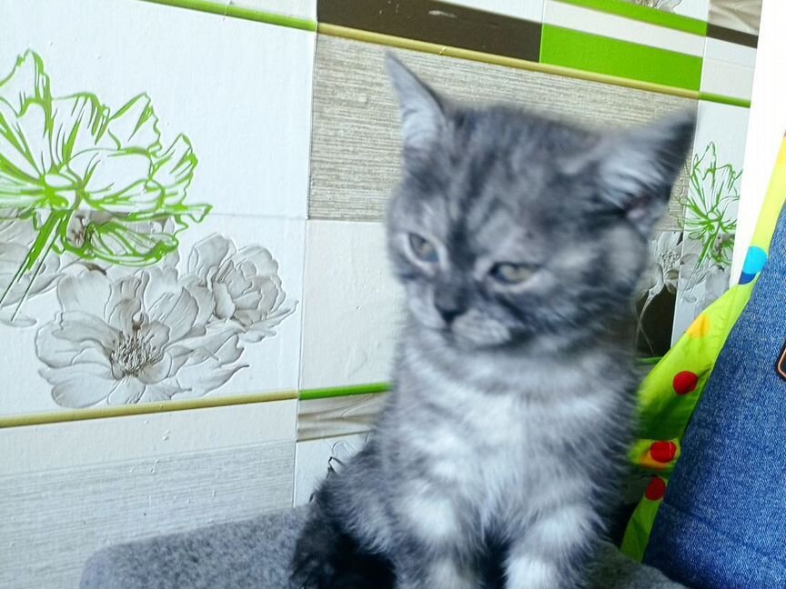 Британский котик