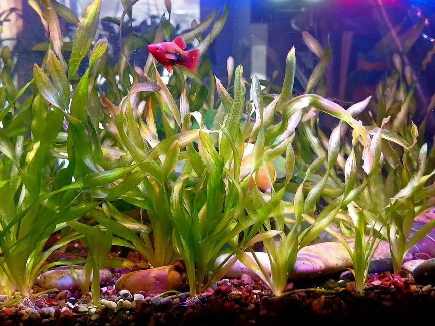 Валлиснерия водоросли для аквариума