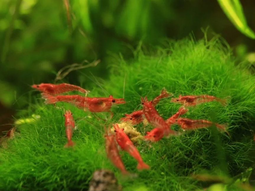 Креветки вишни вишенки