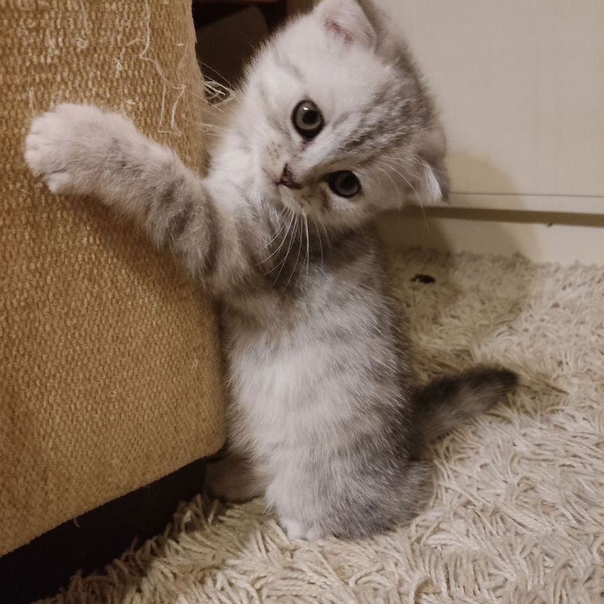 Шотландская вислоухая 2500