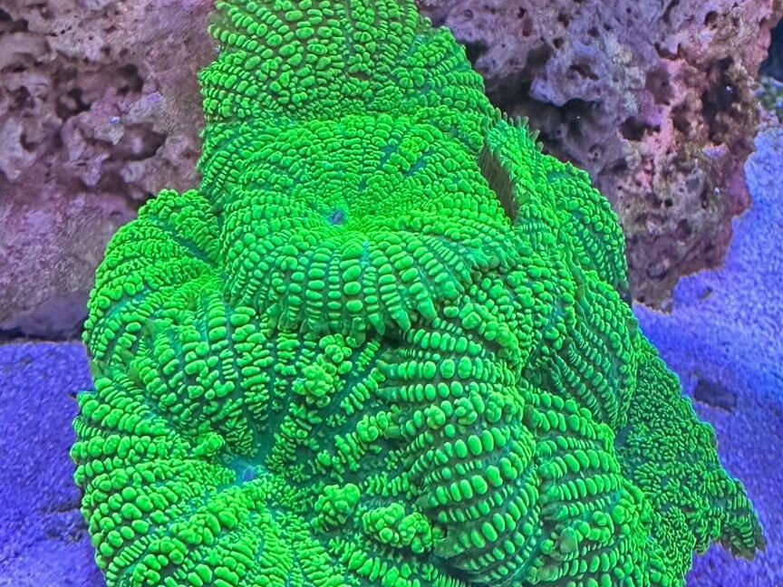 Морские кораллы