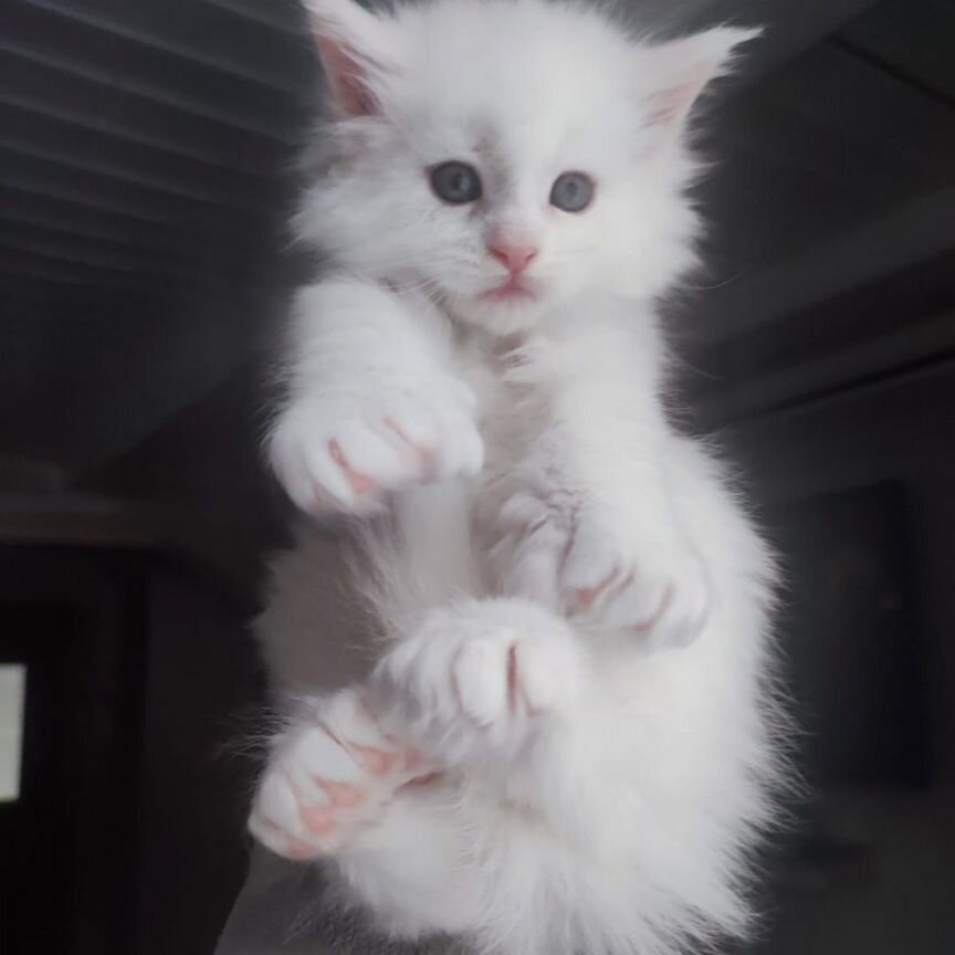 Котята мейн-кун
