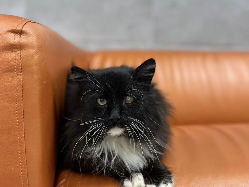 Несчастный Нафаня в поиске любимой семьи