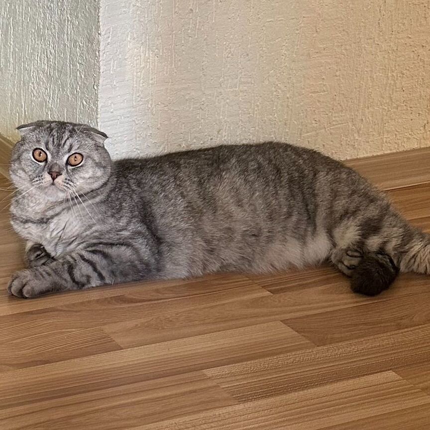 Шотландский вислоухий кот в добрые руки