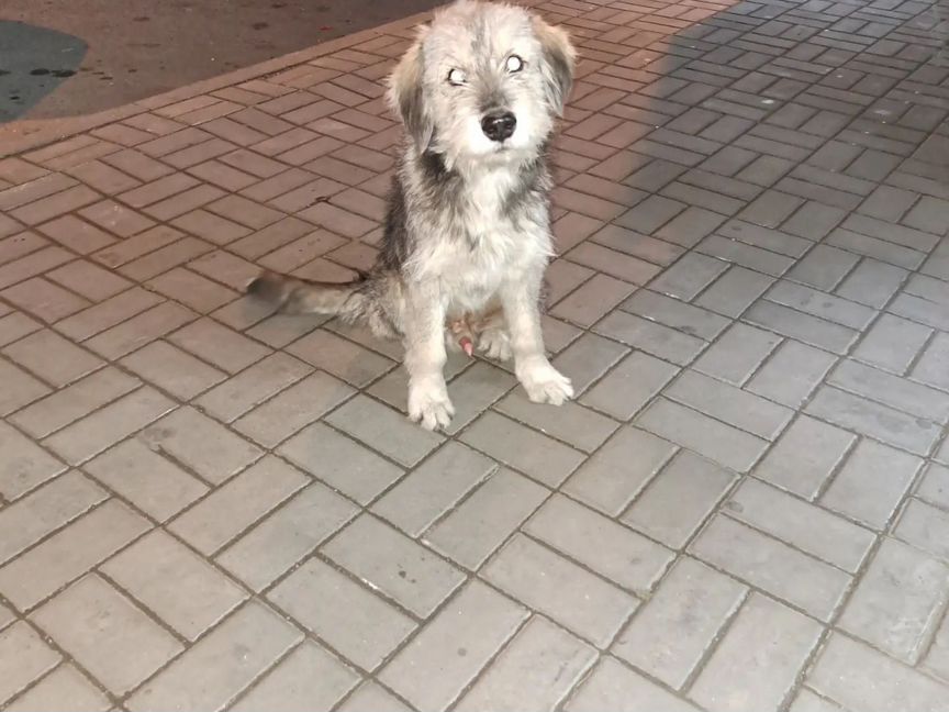 Собака в добрые руки