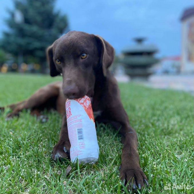 Метис курцхаара мальчик